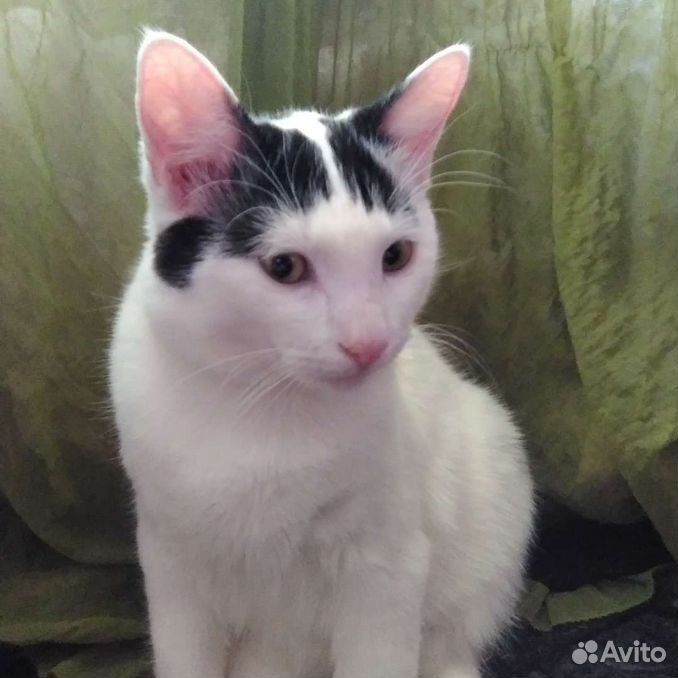 Кот "Коот"