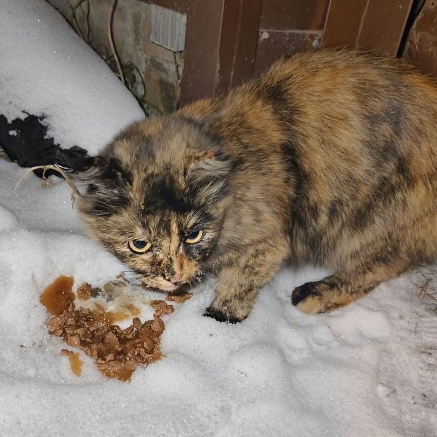 Взрослая, Девочка кошка в добрые руки