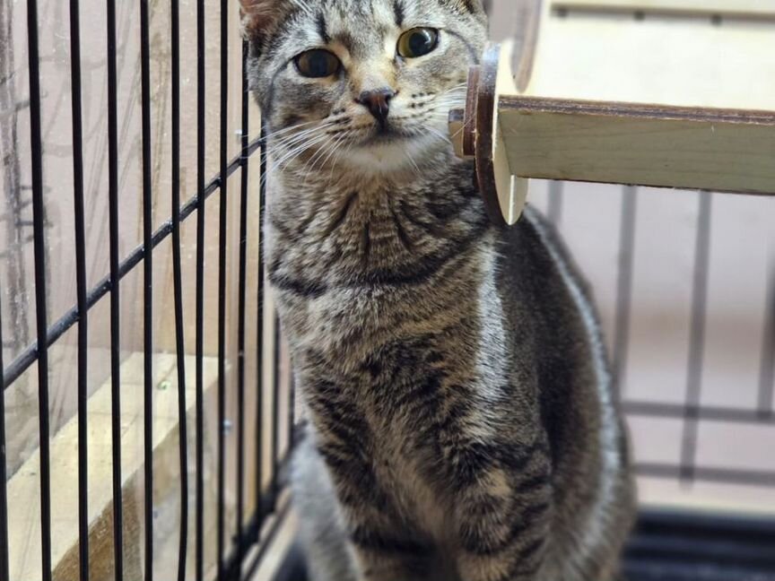 Котенок ищет дом