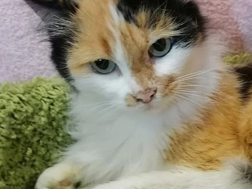 Кошка Милена в добрые руки