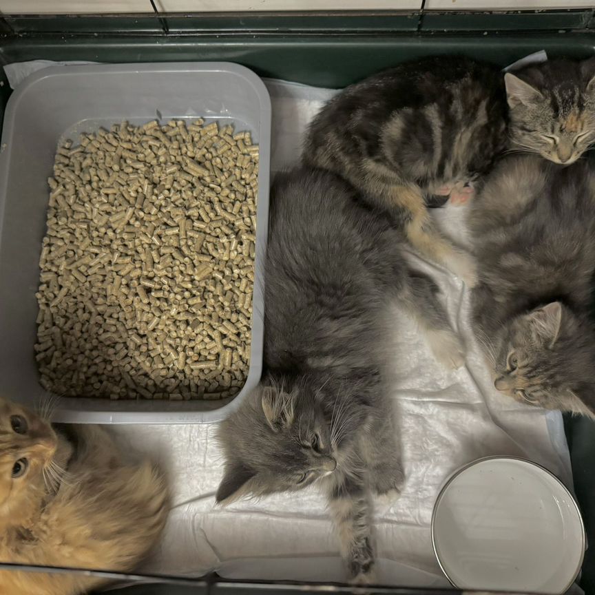 Малыши котятки в добрые руки