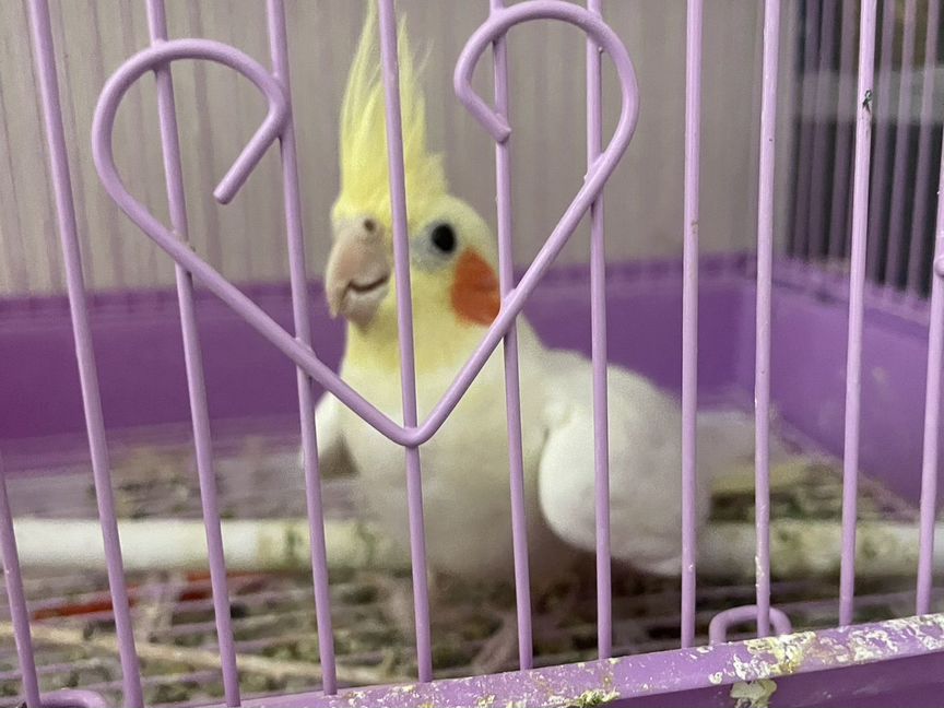 Попугай карелла с клеткой