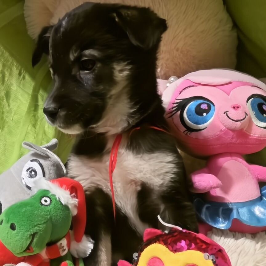 Щенок в добрые руки