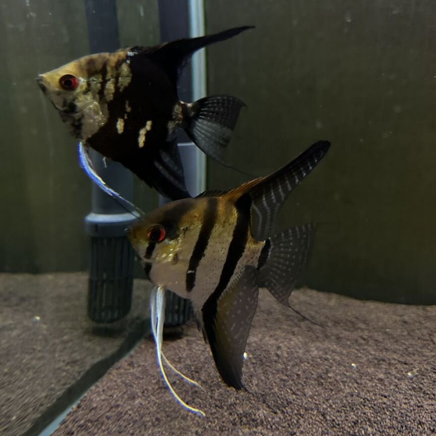 Скалярии пара