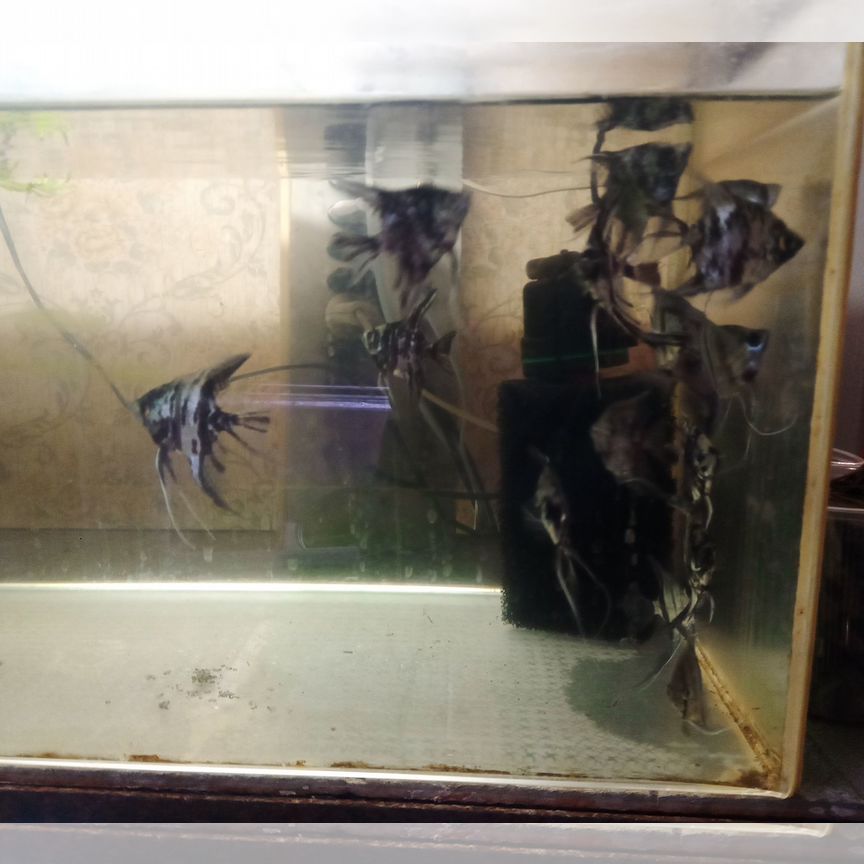 Аквариумные рыбки