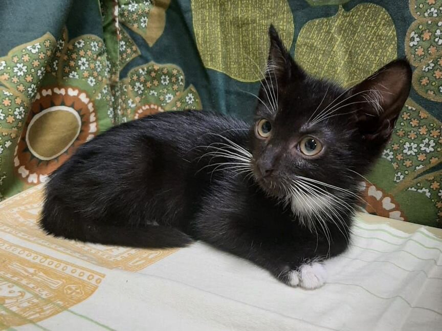 Котенок ищет дом