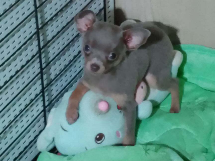 Русский той-терьер