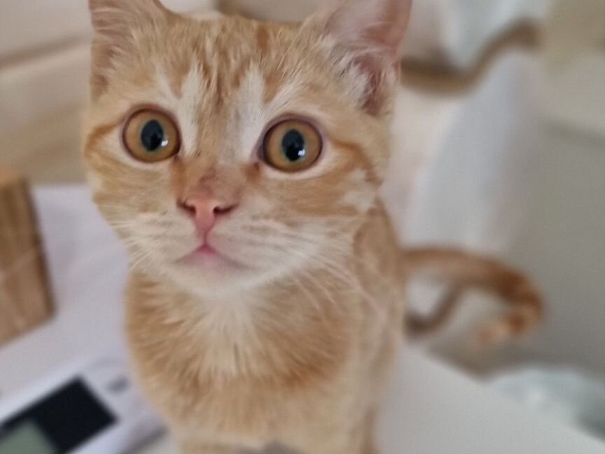 Рыжий котенок