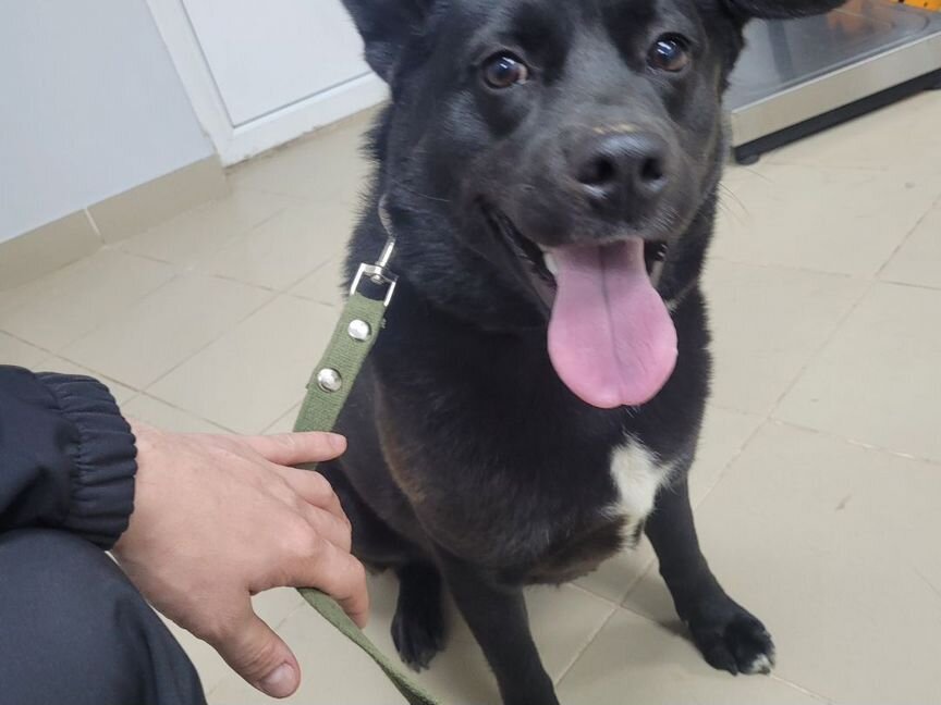 Лайка помесь в добрые руки