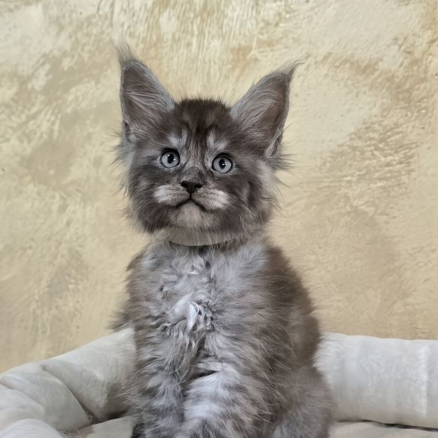 Мейн-кун котёнок