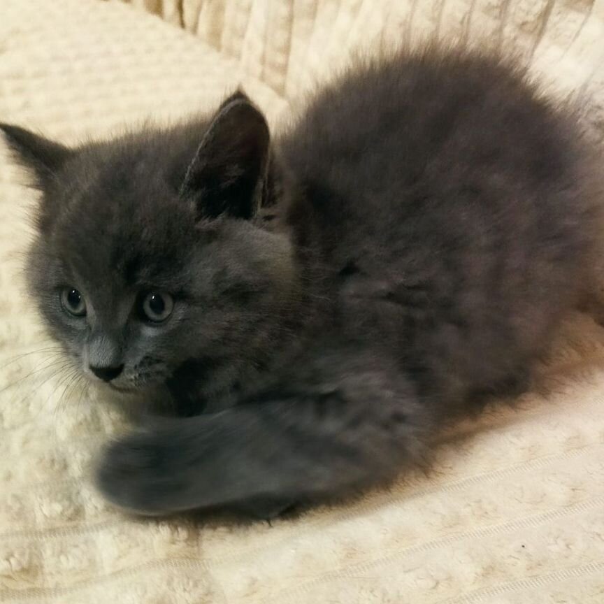 Отдадим котенка