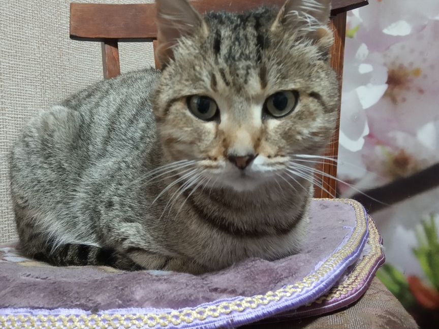 Отдадим ласкового кота