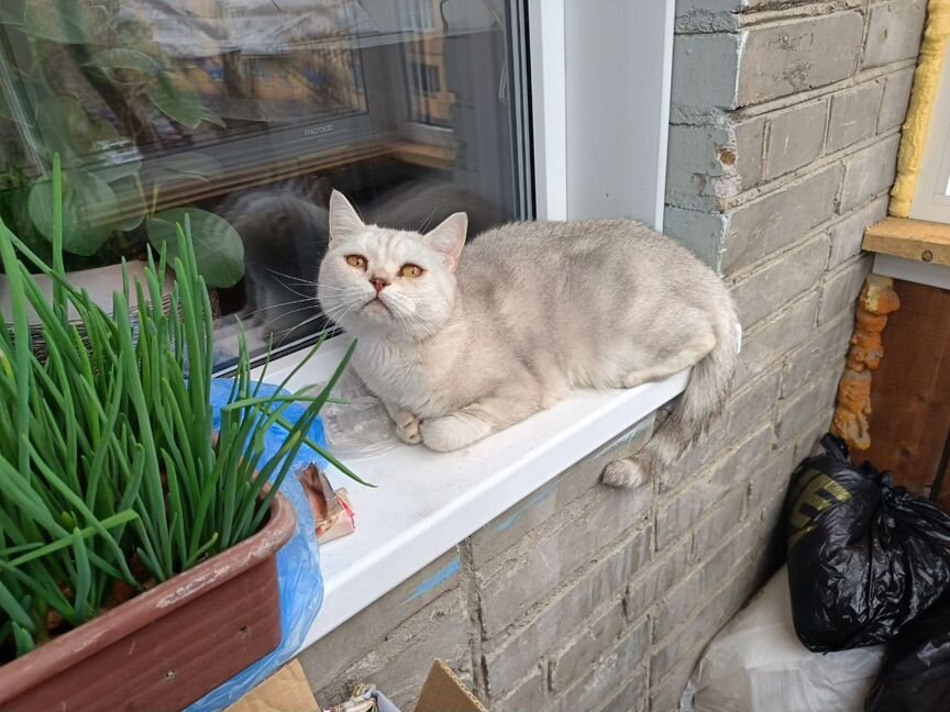 Верну хозяину)