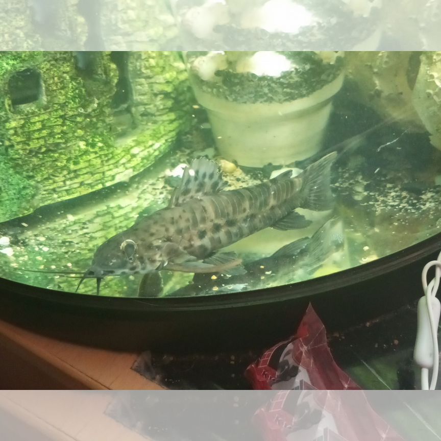 Отдам 2 сомов