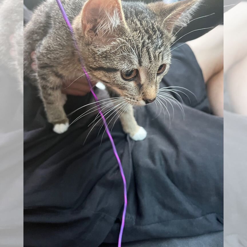 Котёнок в добрые руки
