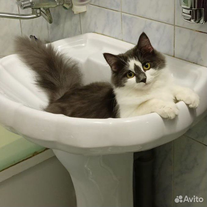 Потерялась кошка