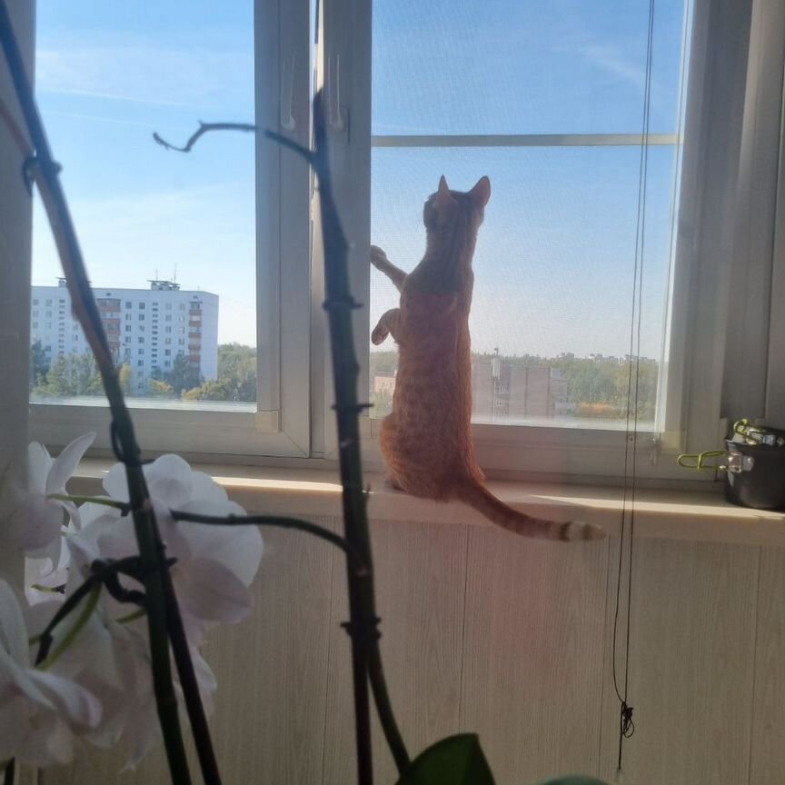 Ласковый кот Симба