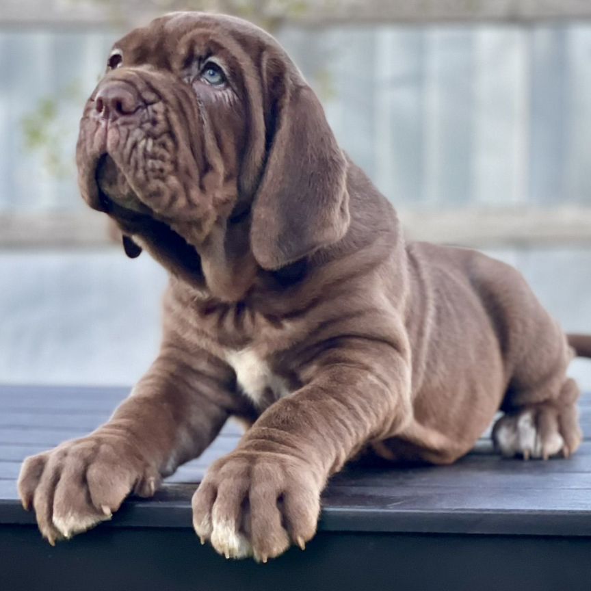 Мастино неаполитано