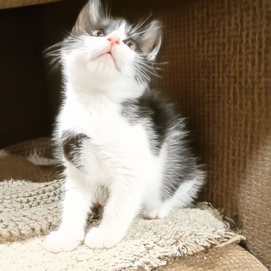 Котёнок в добрые руки