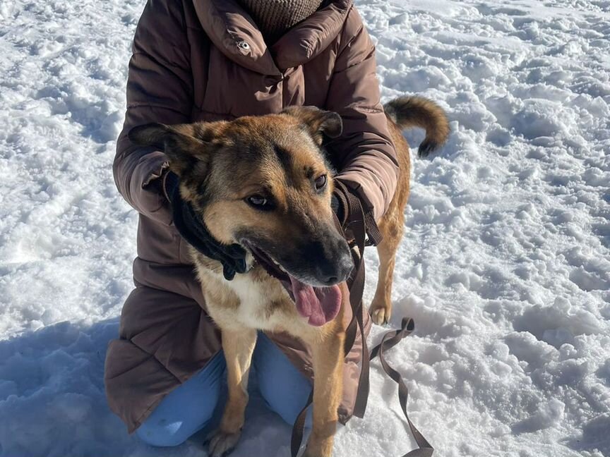 Прекрасный пес ждет тебя в приюте