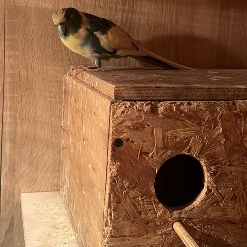 Попугай какарик