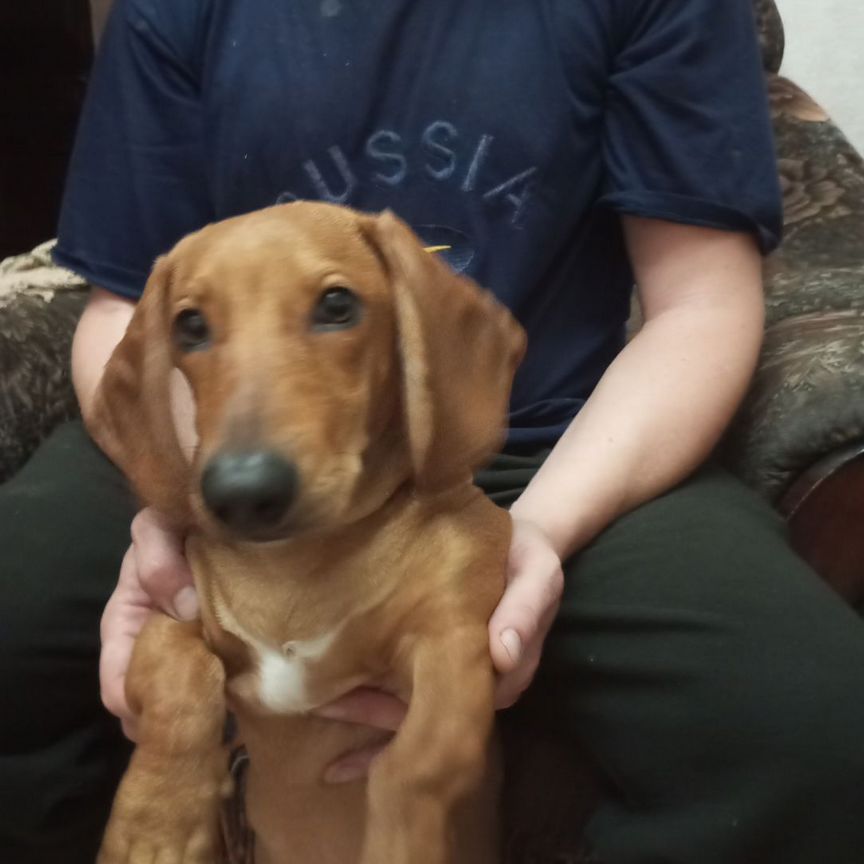 Одам собаку таксу меньше село содовое