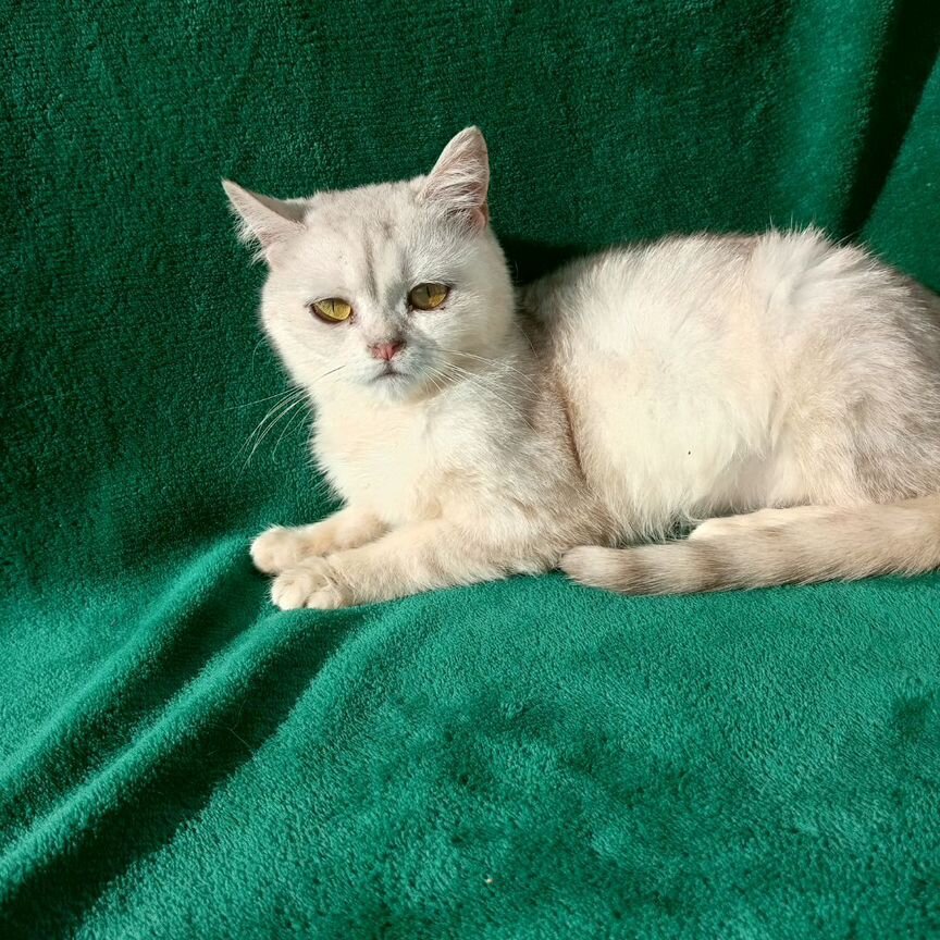 Серебристая шиншилла