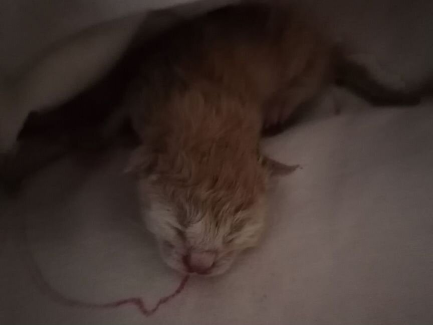 SOS ищу кормящую кошку