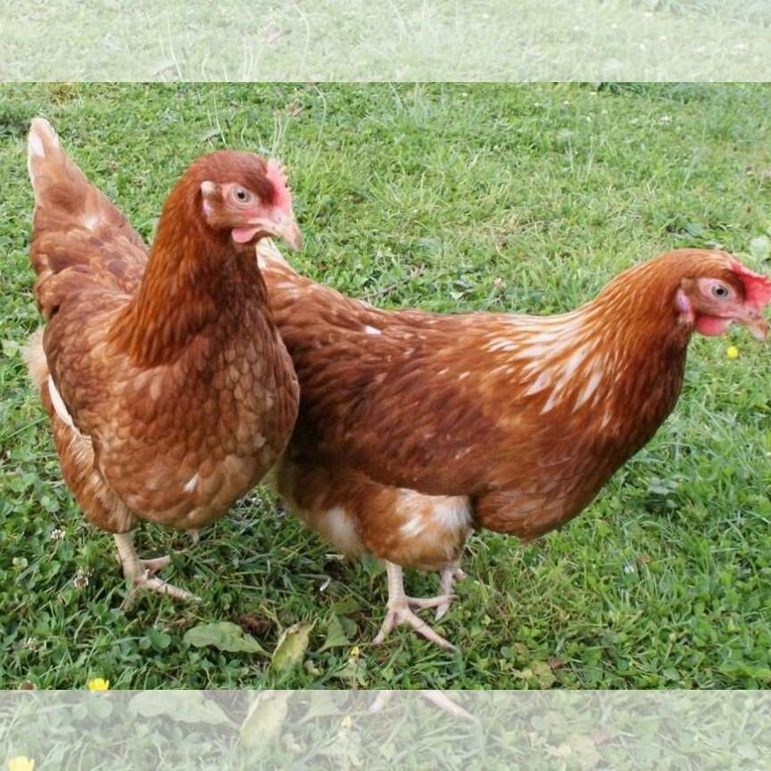 Куры молодки несушки Ломан браун