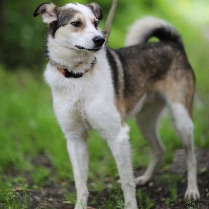 Собачка в добрые руки