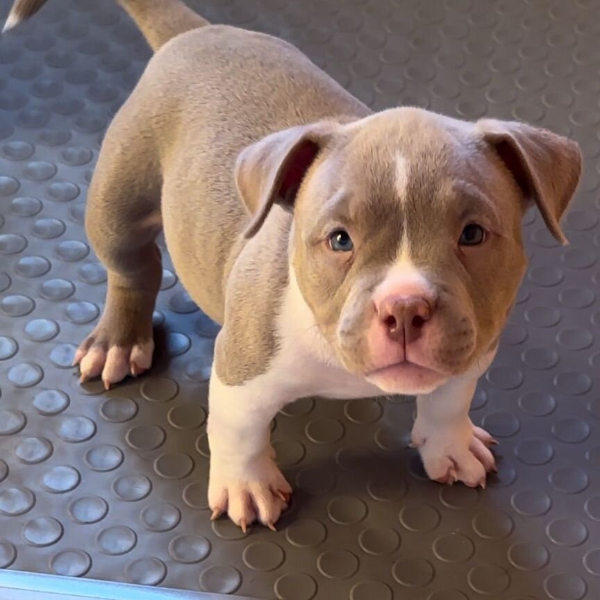 Американский булли