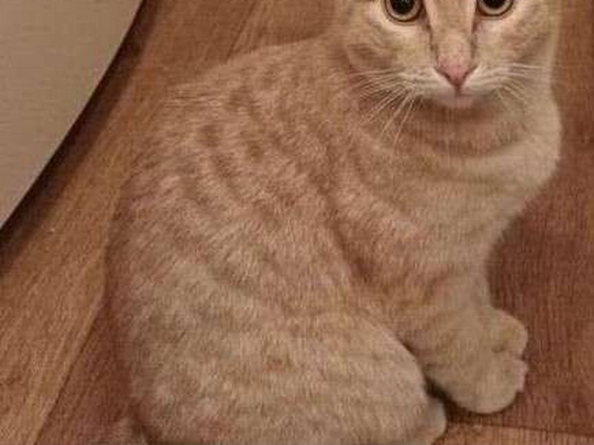 Персик с медовыми глазами, до года, кастрат