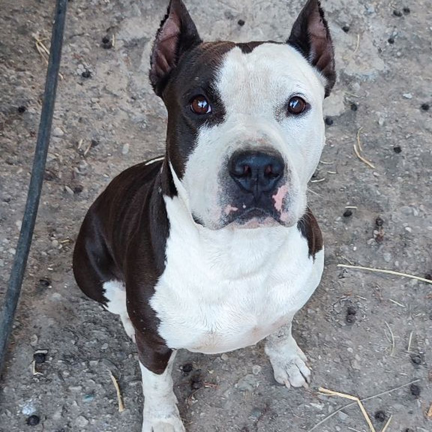 Питбуль, кабель, для случки