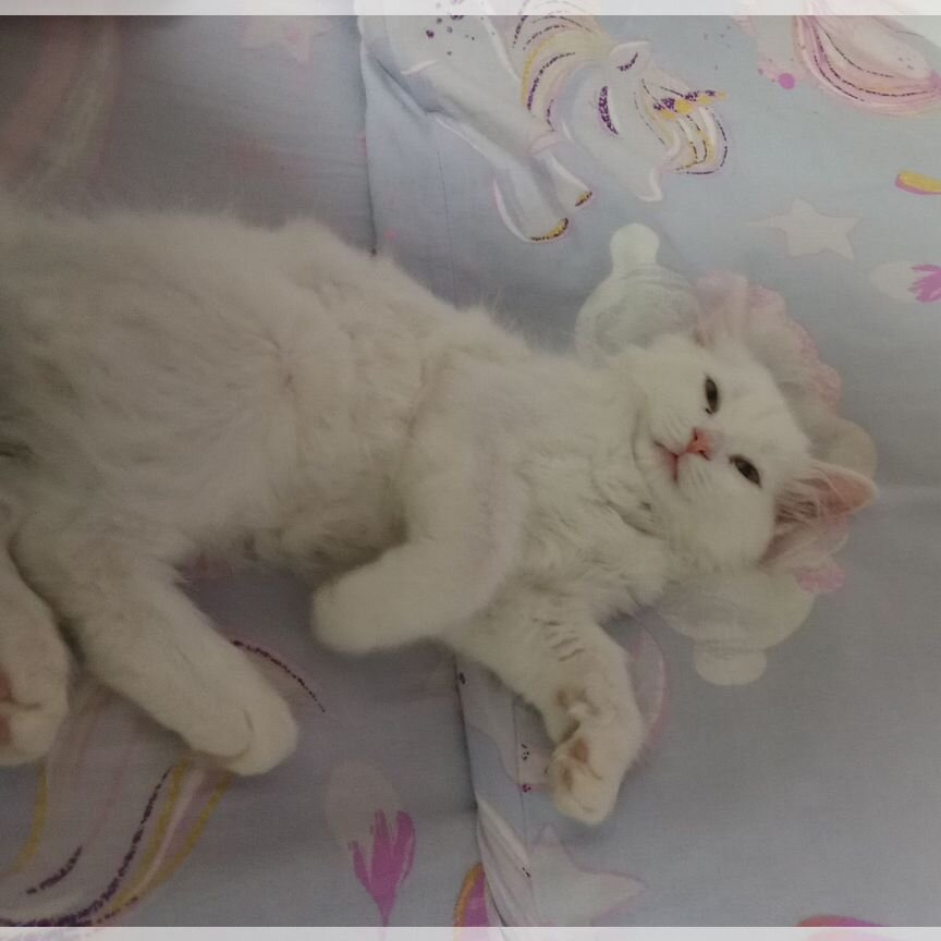 Турецкая ангора котёнок