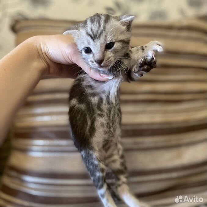 Котенок бенгал+шотландский