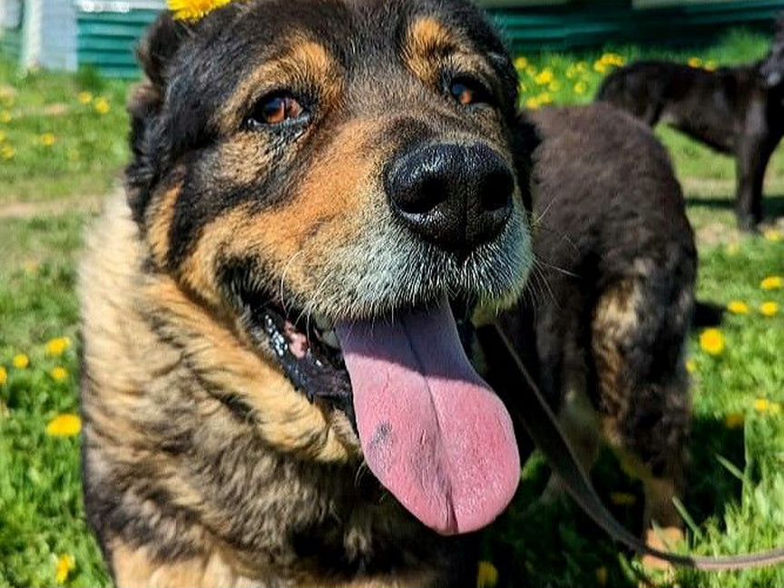 Пёс охранник