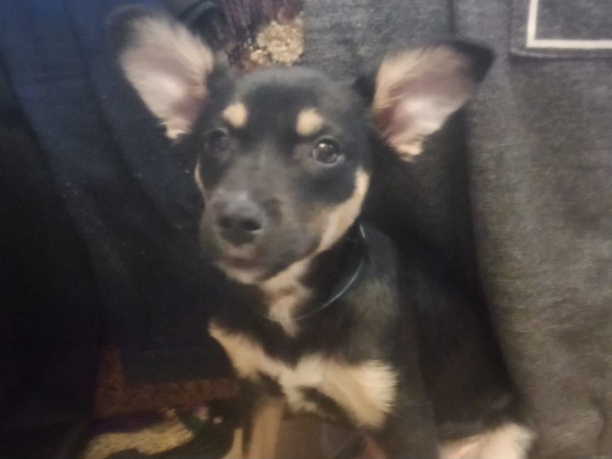 Щенки цвергпинчера