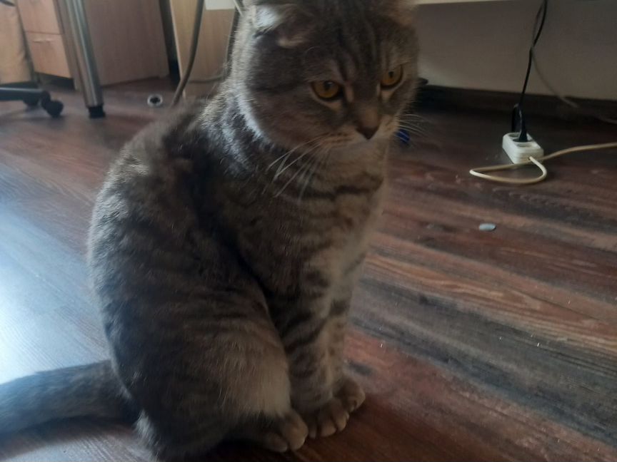 Отдам вислоухого котика в добрые руки