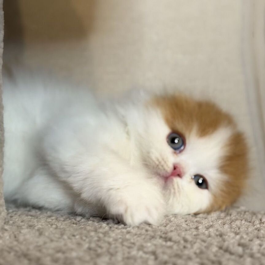 Шотландский вислоухий длинношёрстный котёнок