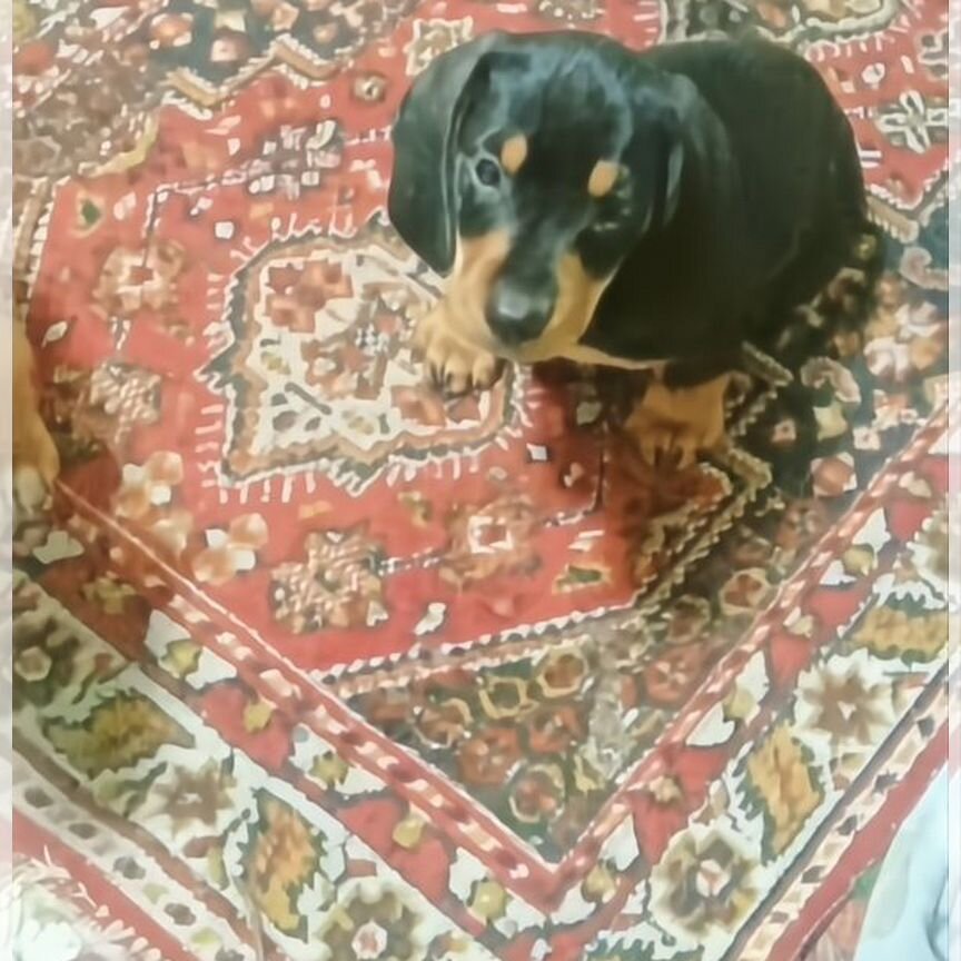 Такса, щенок