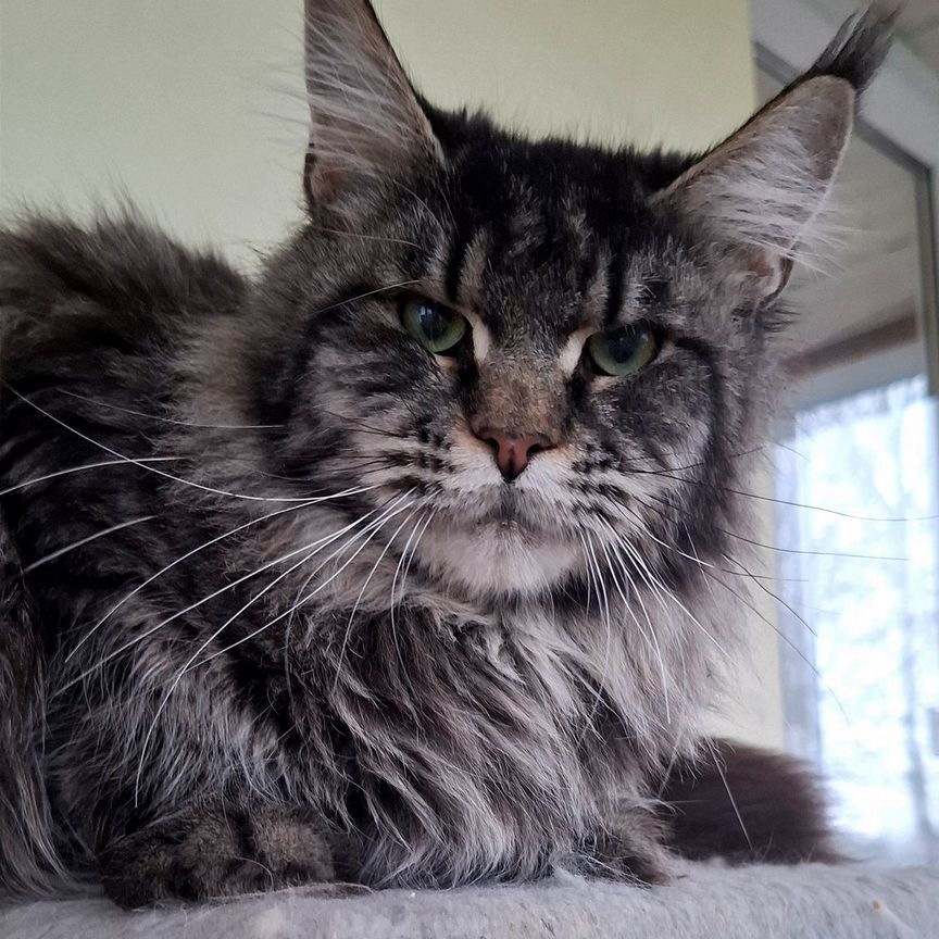 Мейн-кун котёнок