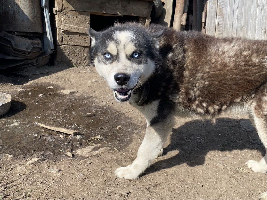 Сибирский хаски