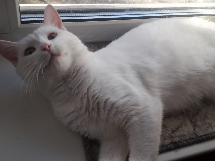 Котик белого окраса в добрые ручки