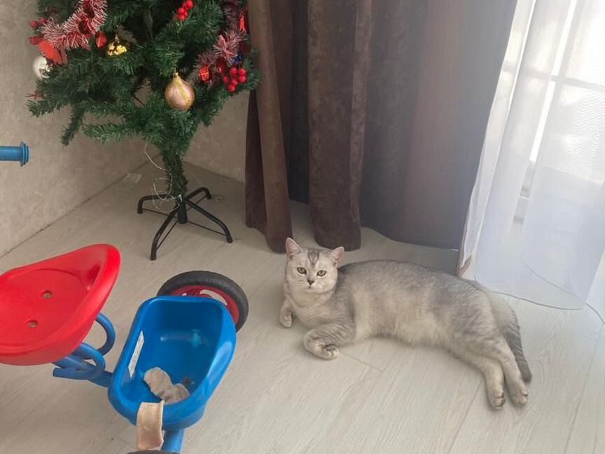 Кот Пушок в добрые руки
