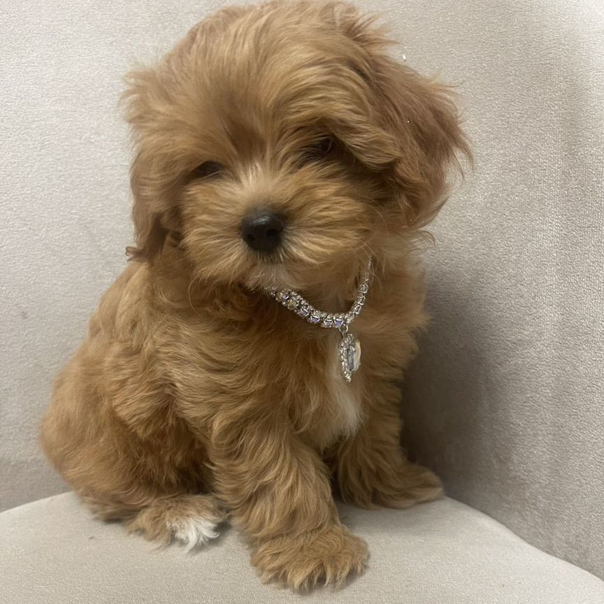 Мальтипу, щенок