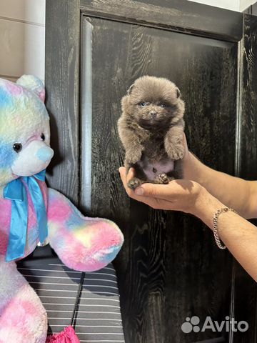Шестеро щенят микро и мини шпиц