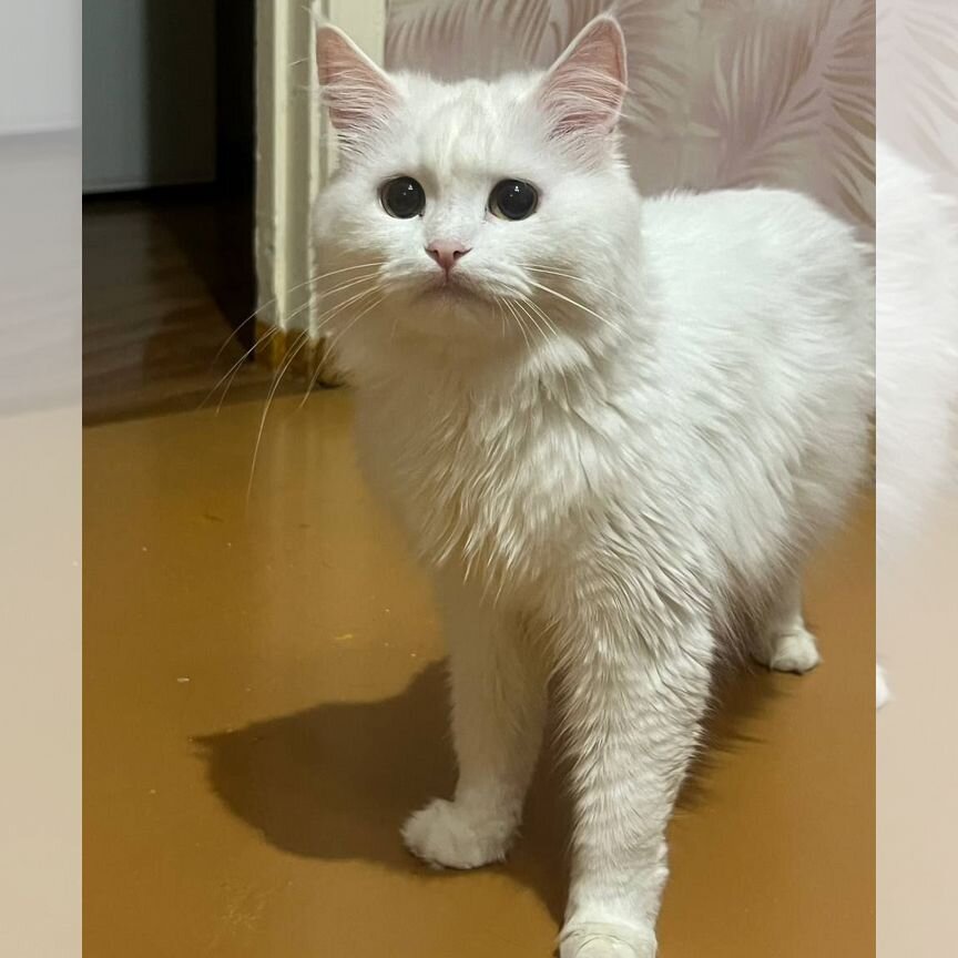 Турецкая ангора, взрослая кошка