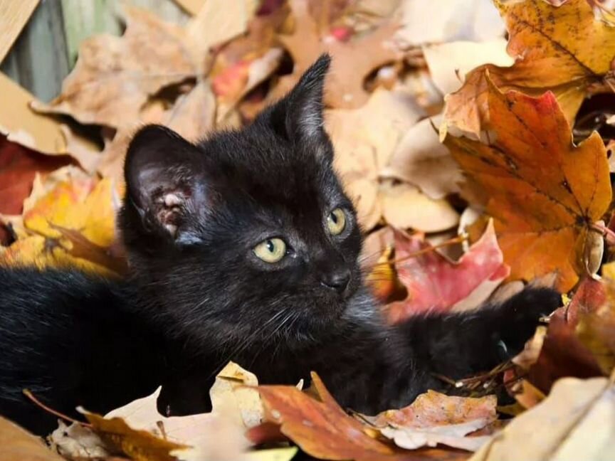 Котята на счастье