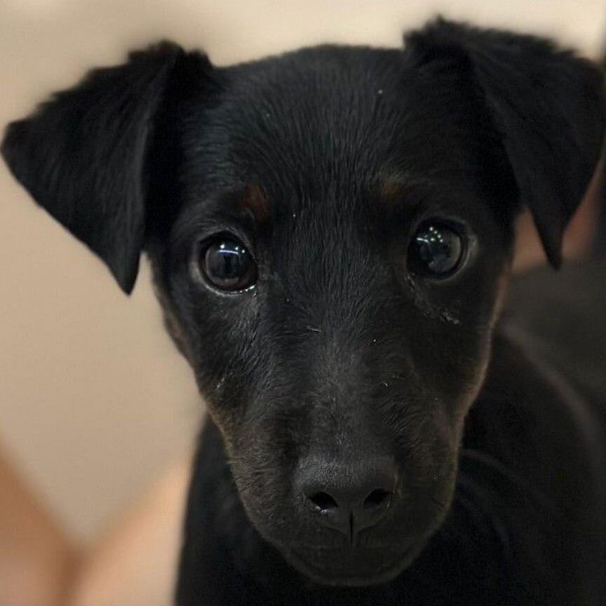 Немецкий охотничий терьер, щенок