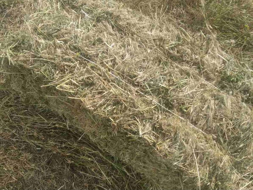 Сено тюки тяжёл Разнотравье, есть доставка